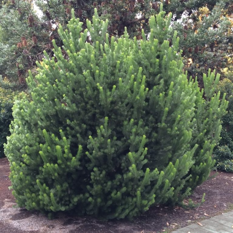 Adenanthos sericeus - Overland Nurseries