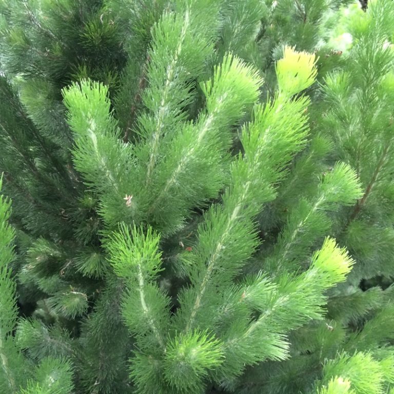 Adenanthos sericeus - Overland Nurseries