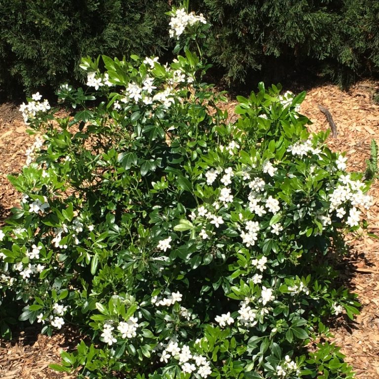 Choisya ternata - Overland Nurseries