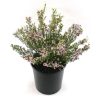 Coleonema compactum Pink - Overland Nurseries