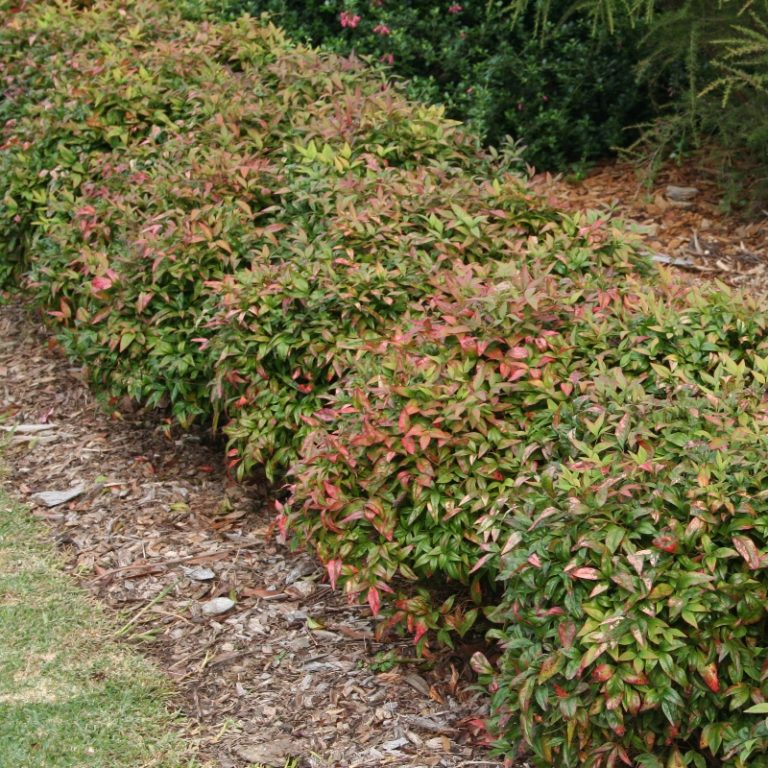 Nandina nana - Overland Nurseries