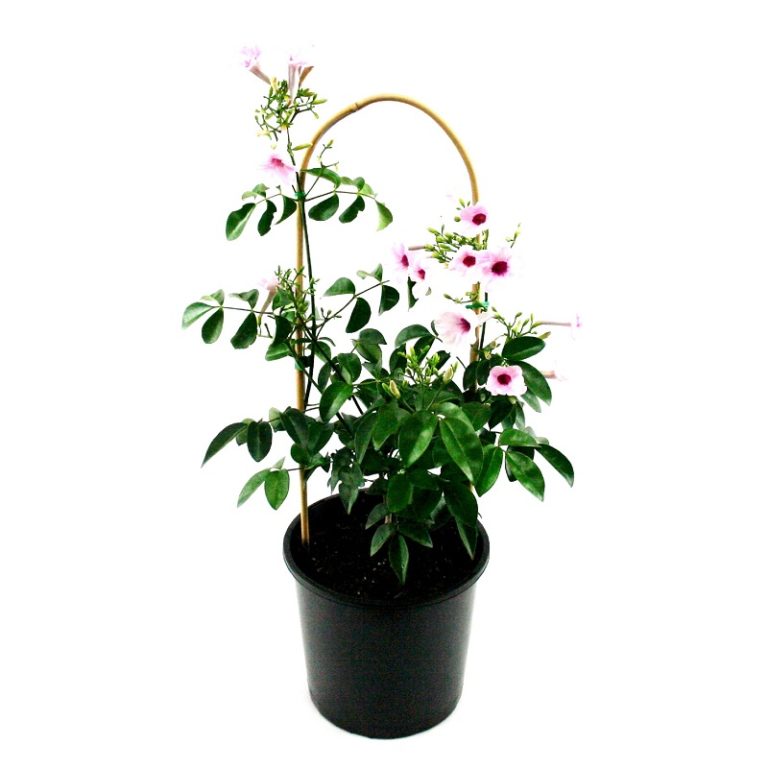 Pandorea jasminoides Dark Pink - Overland Nurseries