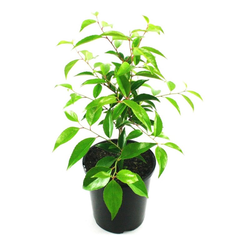 Xylosma congestum - Overland Nurseries